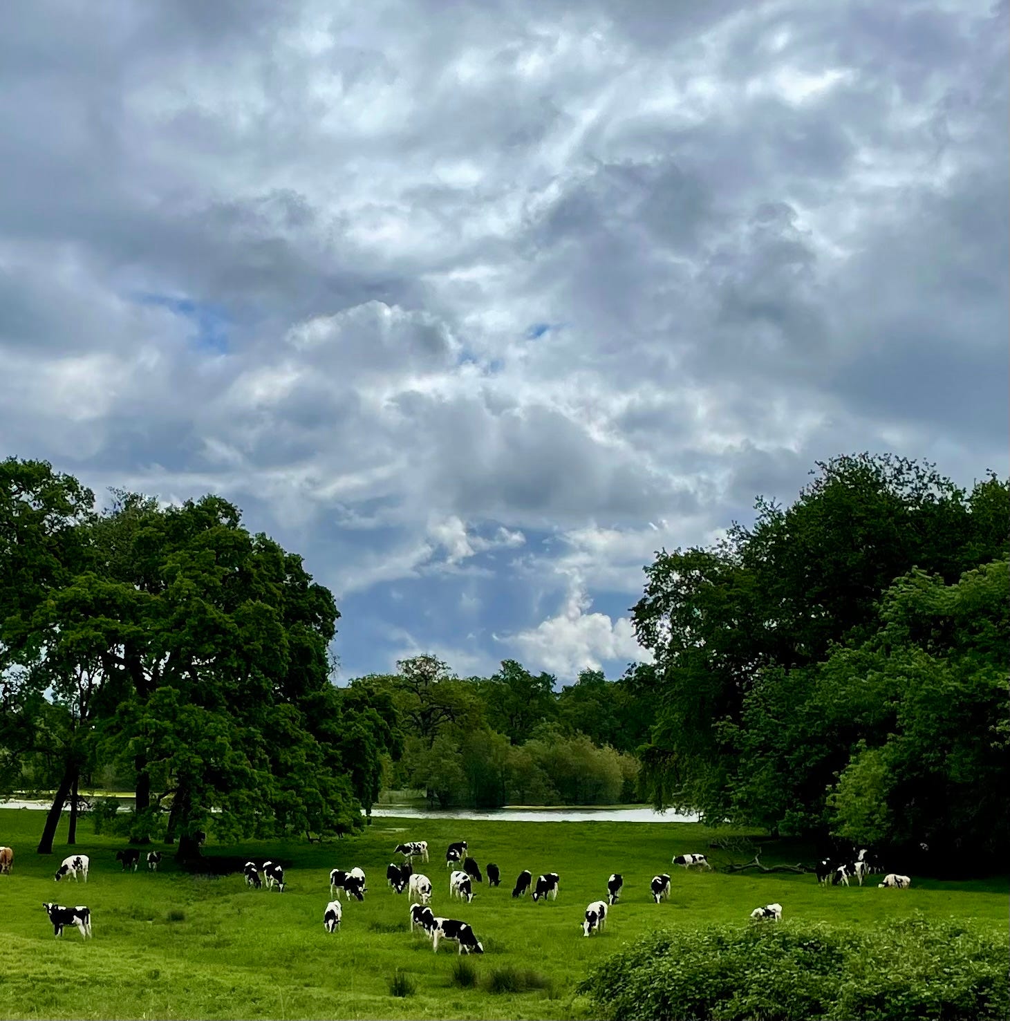 Laguna View: Spring Idyll - by Dale Dougherty