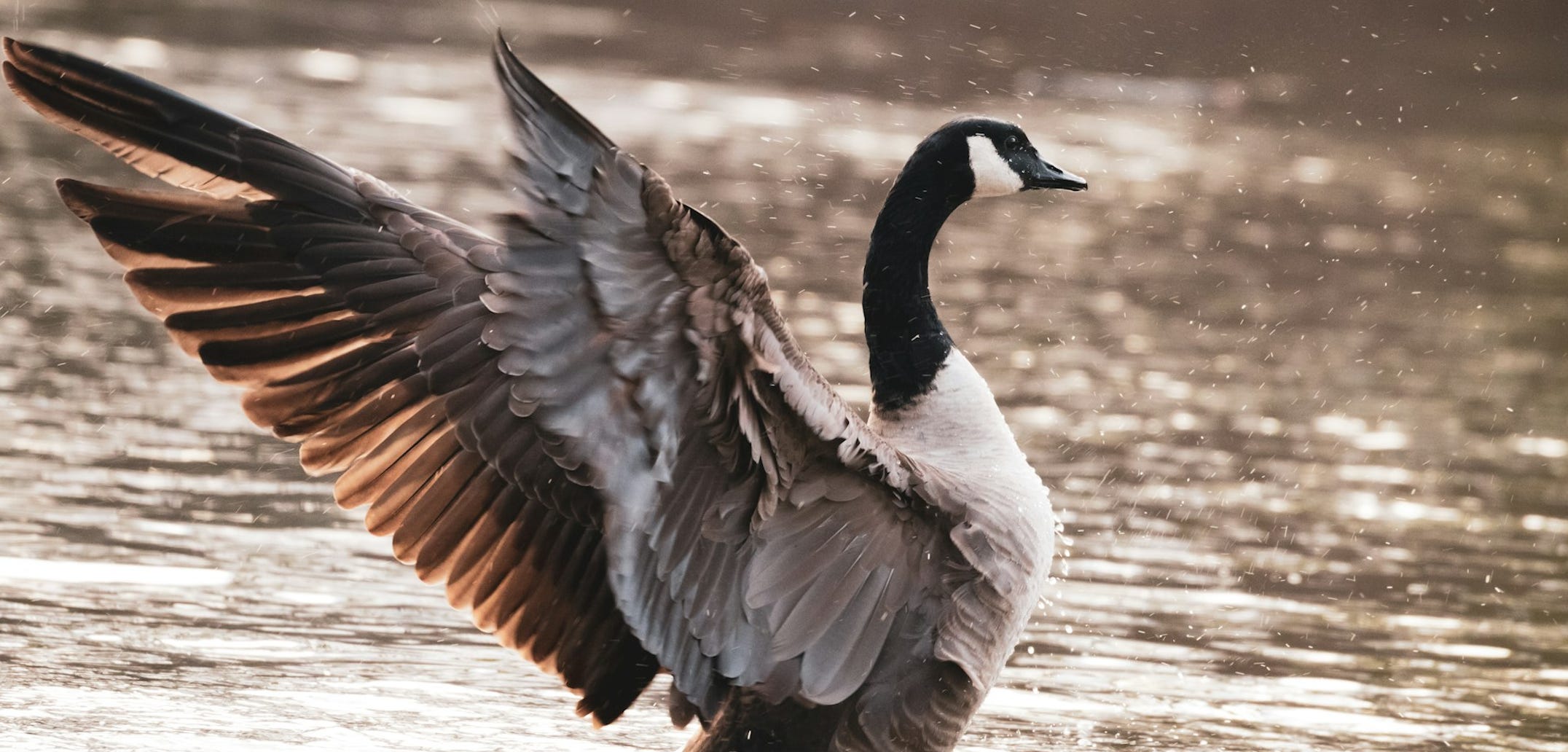 Canada’s Terror Squad — The Cobra Chicken