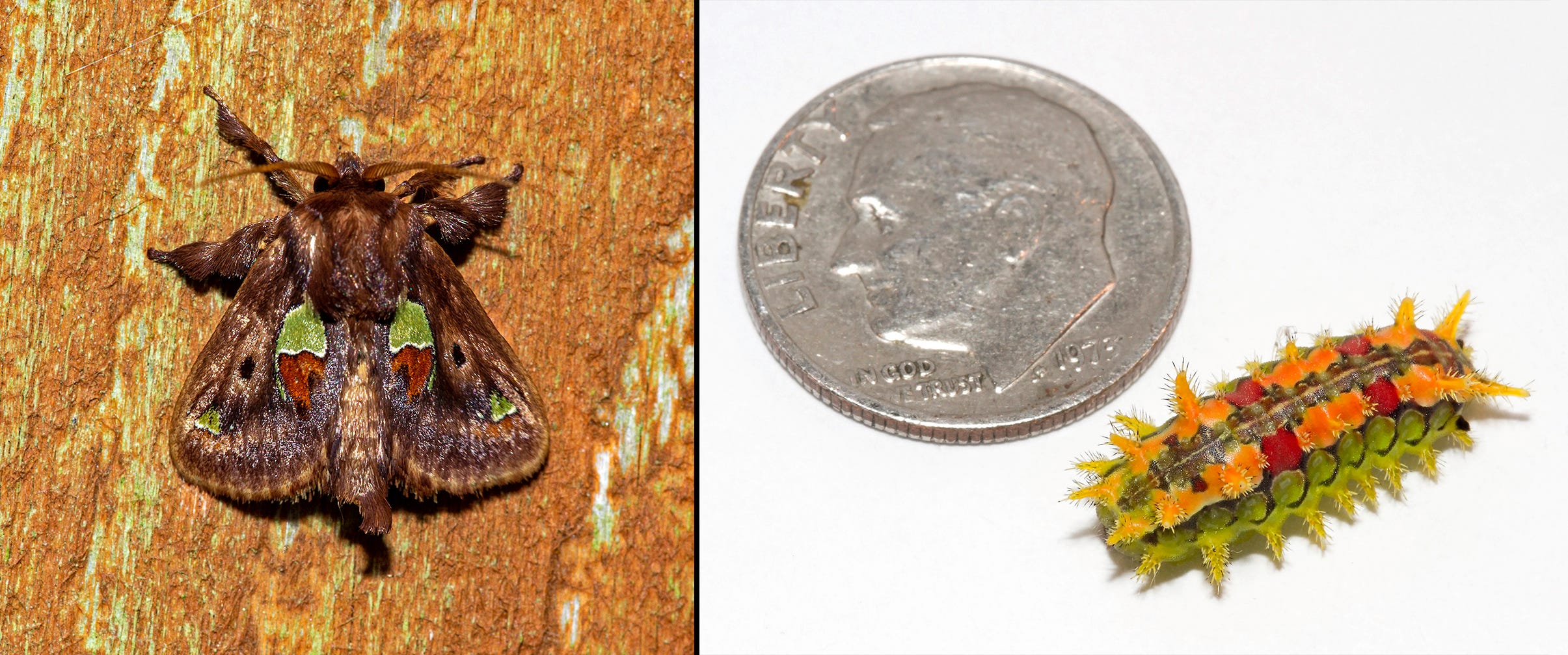 The Moth and the Flame - by Bryan Pfeiffer - Chasing Nature