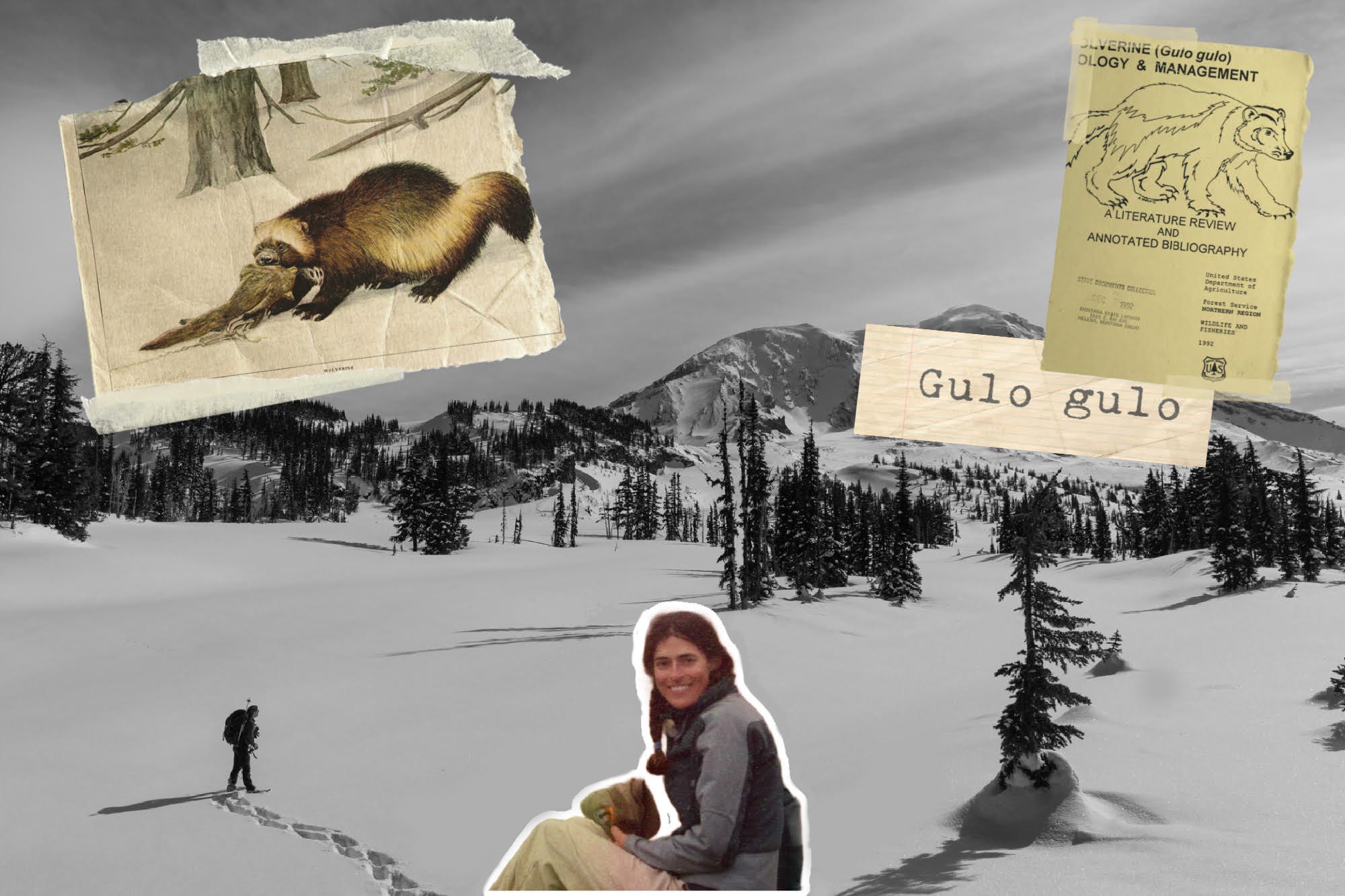 The Extreme Sport of Wolverine Research - by Katie Hill