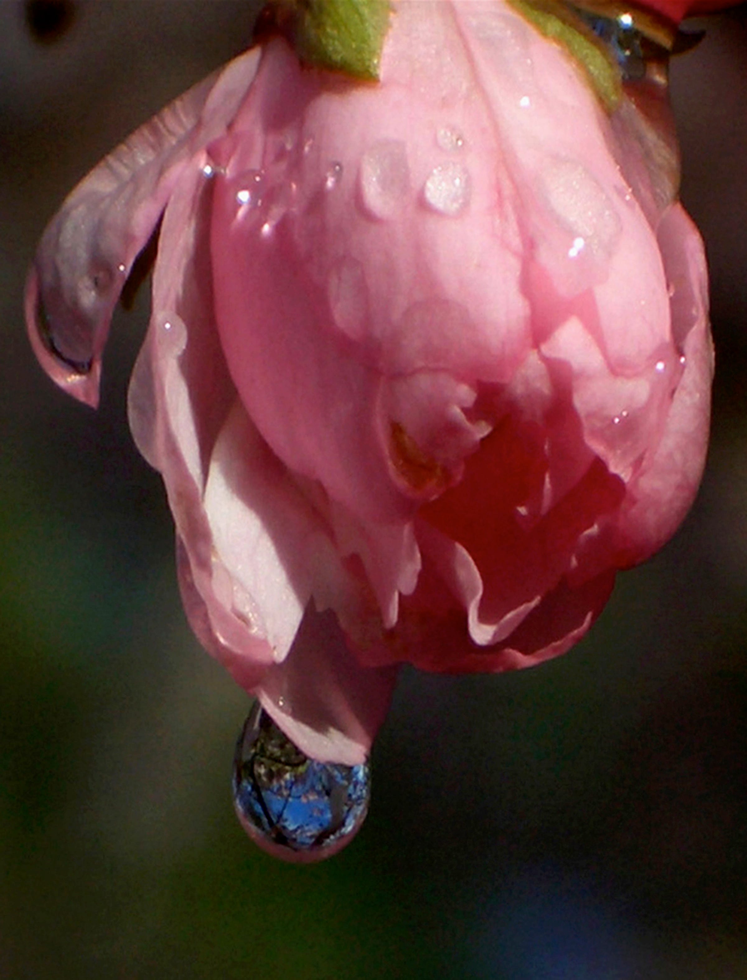 Death Anniversary - by Susan Osborn and David Densmore