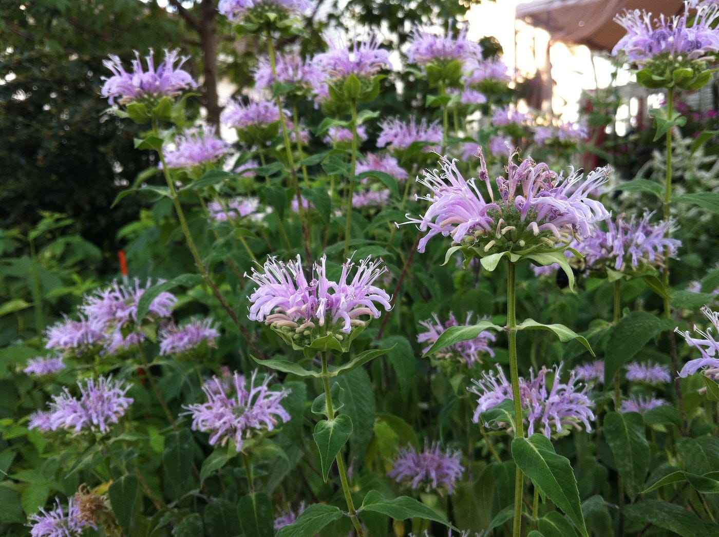 Top 10 Easy Herbs to Grow for Tea - by Denise Cusack