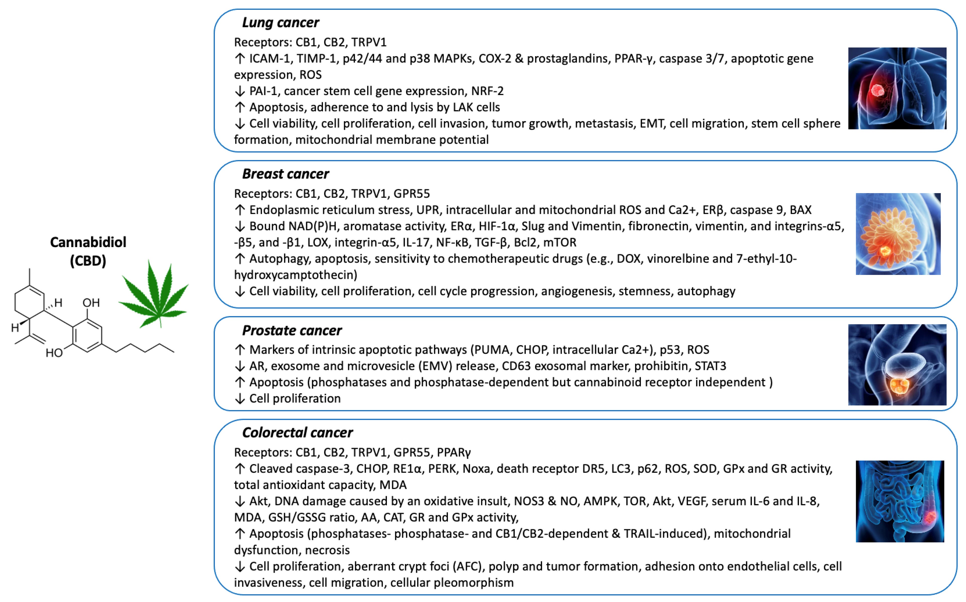 CBD-X: The Most Potent Full Spectrum Organic CBD Oil, with 5,000 ...