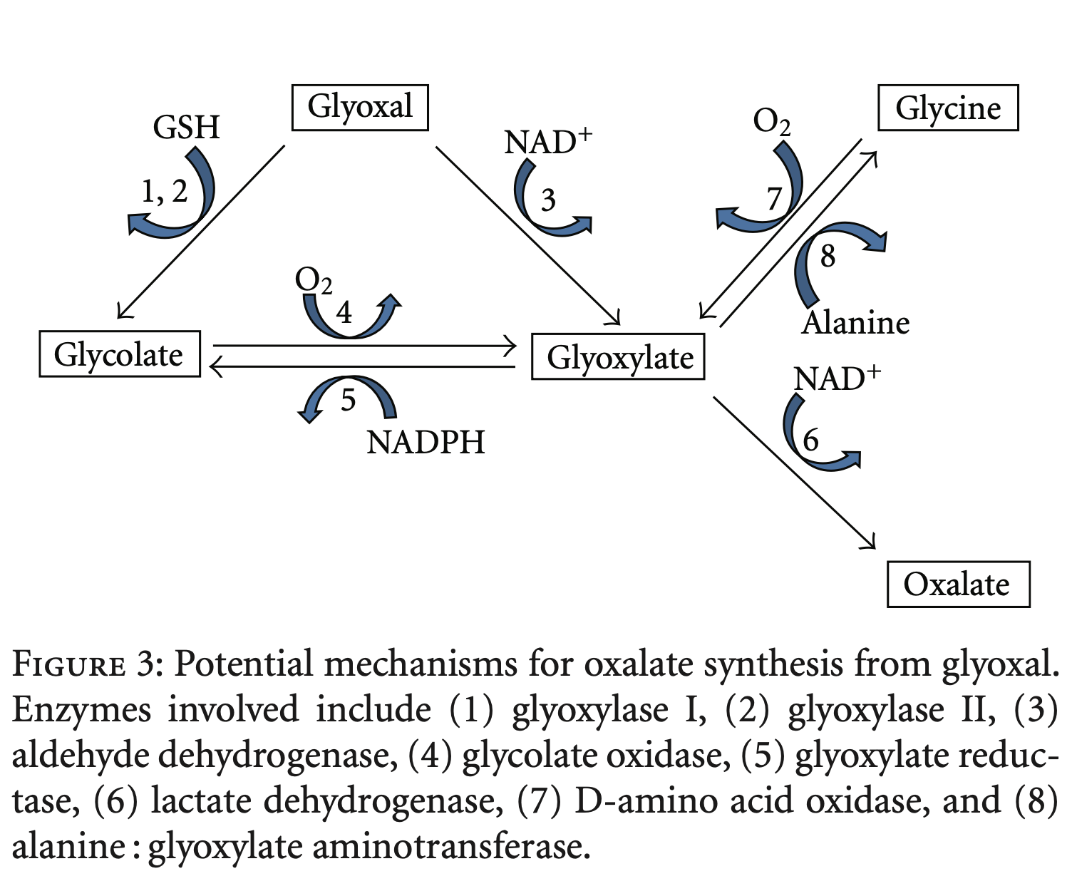 Are Sugar and Xylitol Behind Your Oxalate Problem?