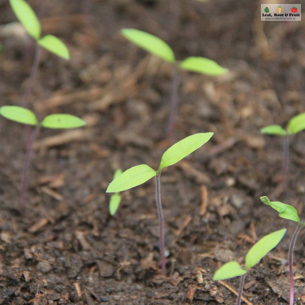 Planting Vegetables: How to get the Timing Right