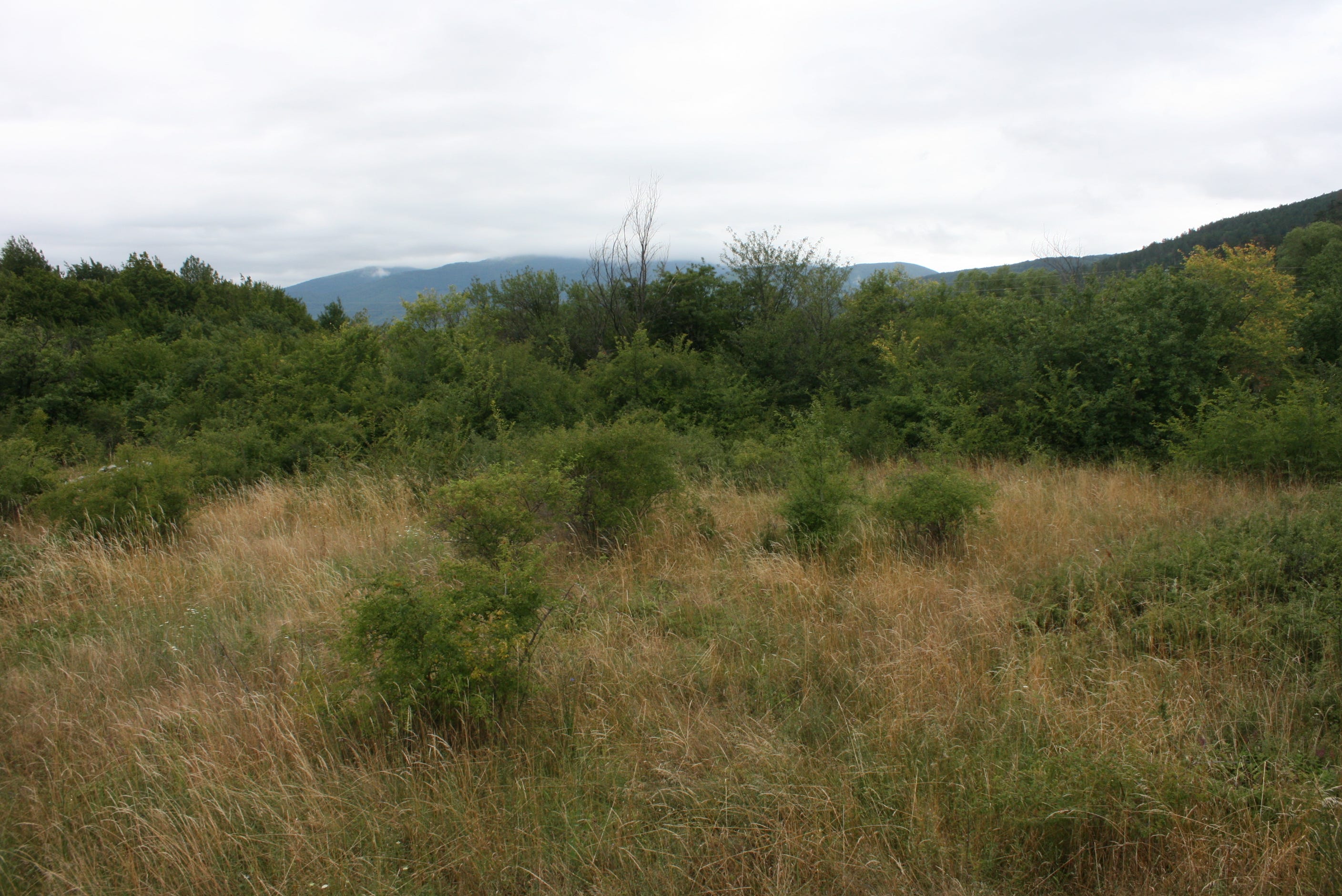 Balkan Ecology Project : Unveiling Nature's Messengers: Indicator Plants