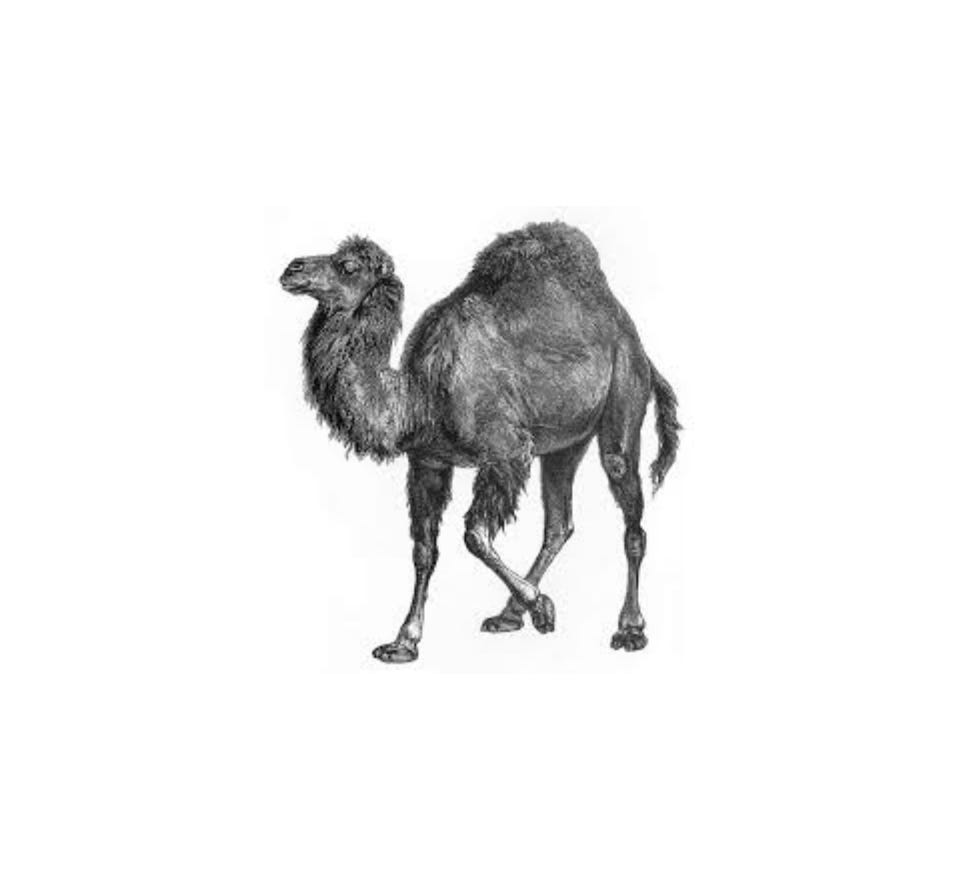 The Timbuktu Review | Substack