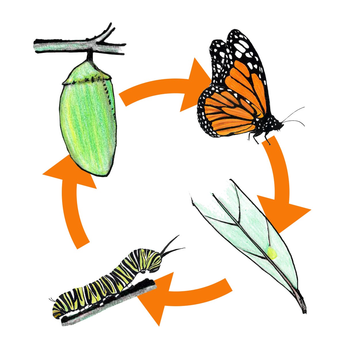 Monarchs: Where Myth and Science Meet : a - by Fatema Begum