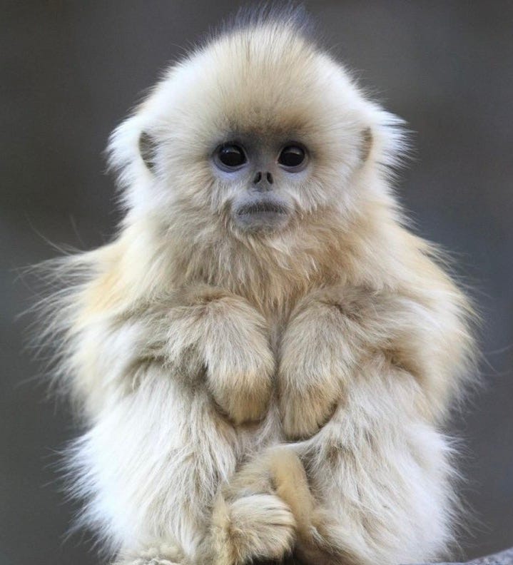 mirmir-mind | Substack