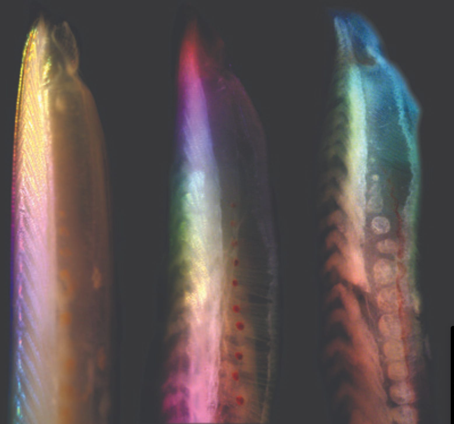 Fetid Fish Revise Understanding of Fossil Formation