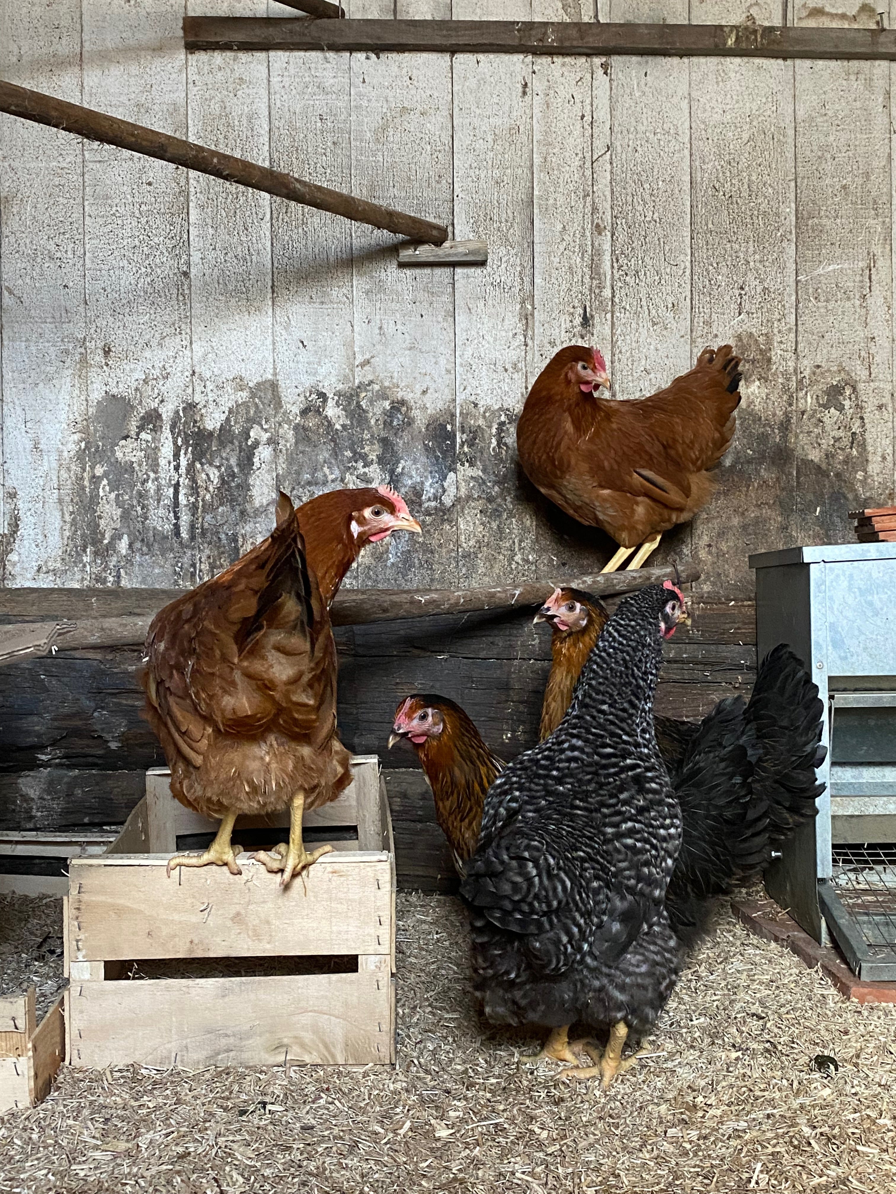 Chicken Meditation on French Eggs