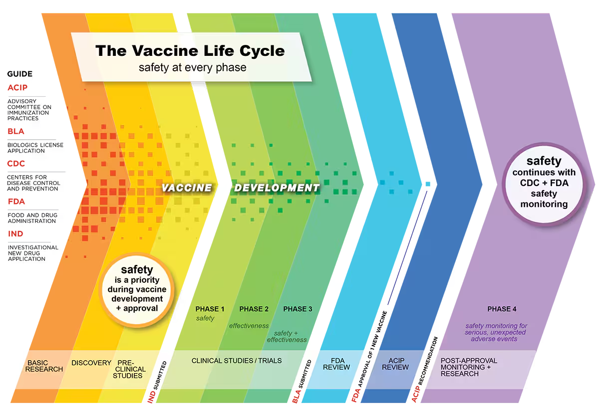 How are vaccines developed, and how do we know they are safe?
