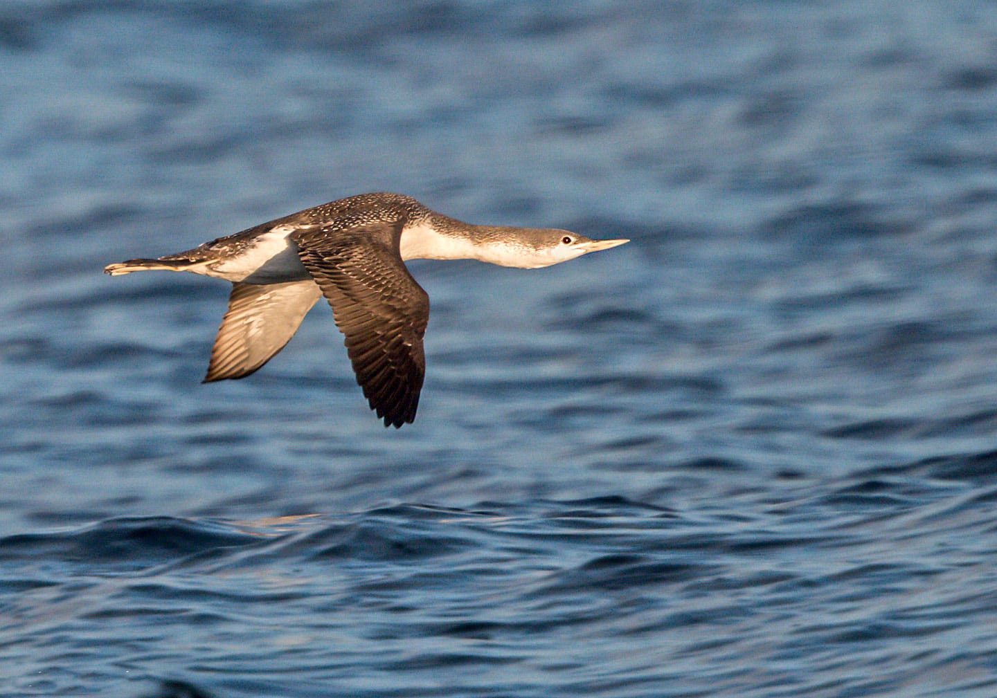 The Virtues of Seabirds and Tides - by Bryan Pfeiffer