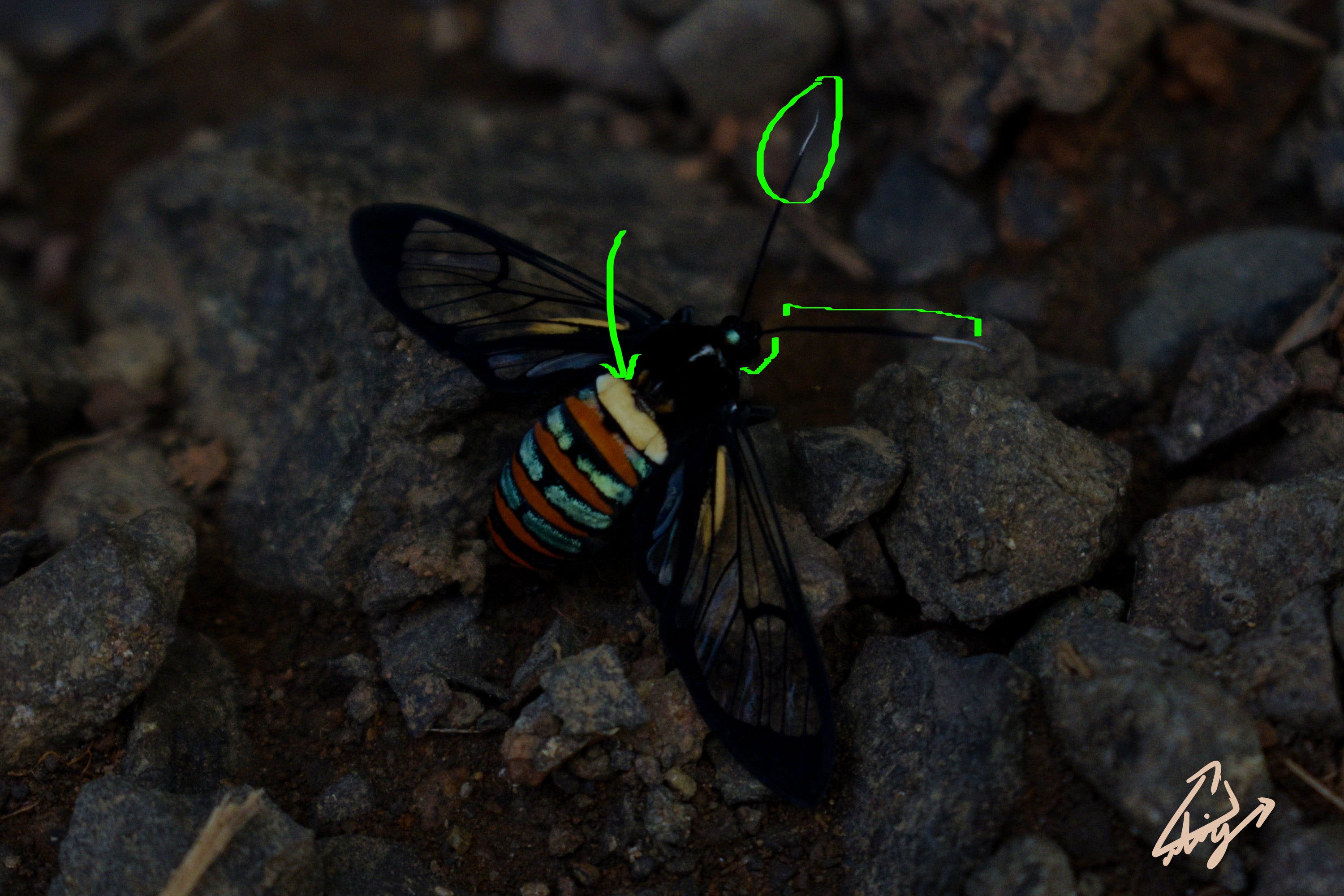 Moth or Wasp - by Destiny Henderson-Hudgins