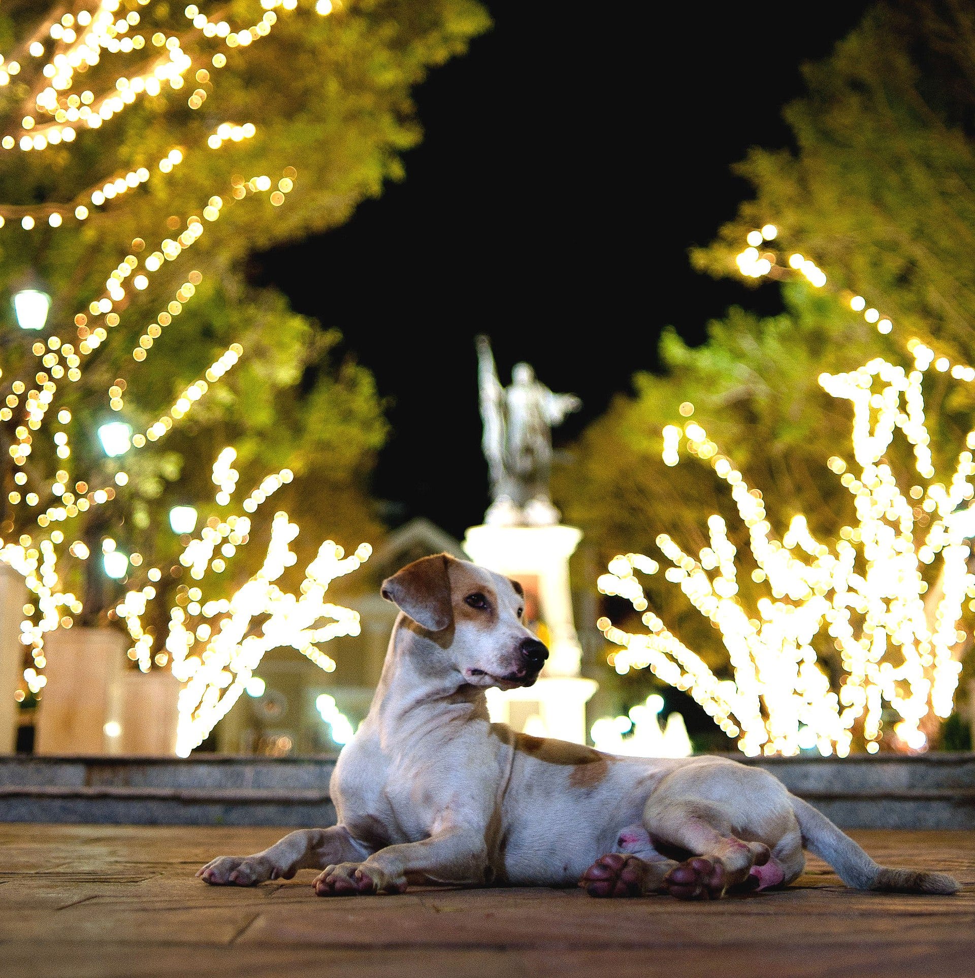 Village dogs, the original breed that maybe aren't necessarily a breed
