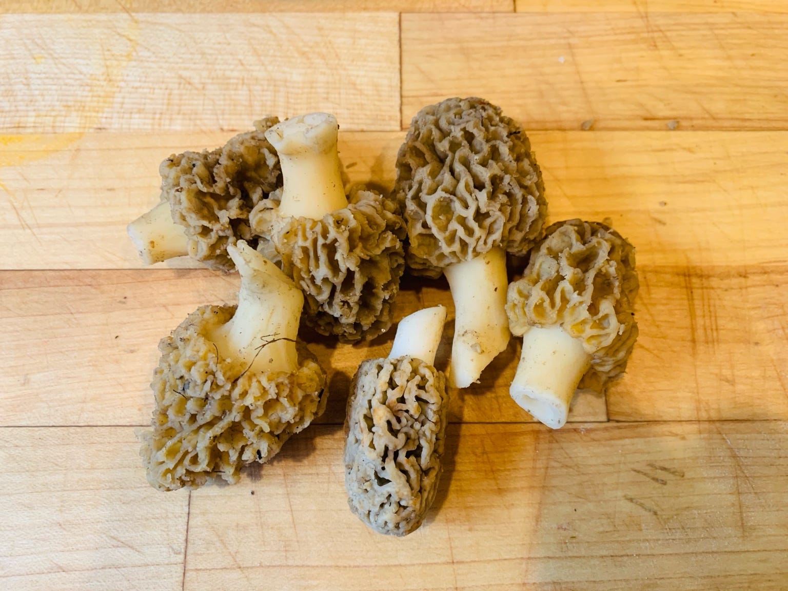 Hunting for Morels - by Jonathan Keeperman