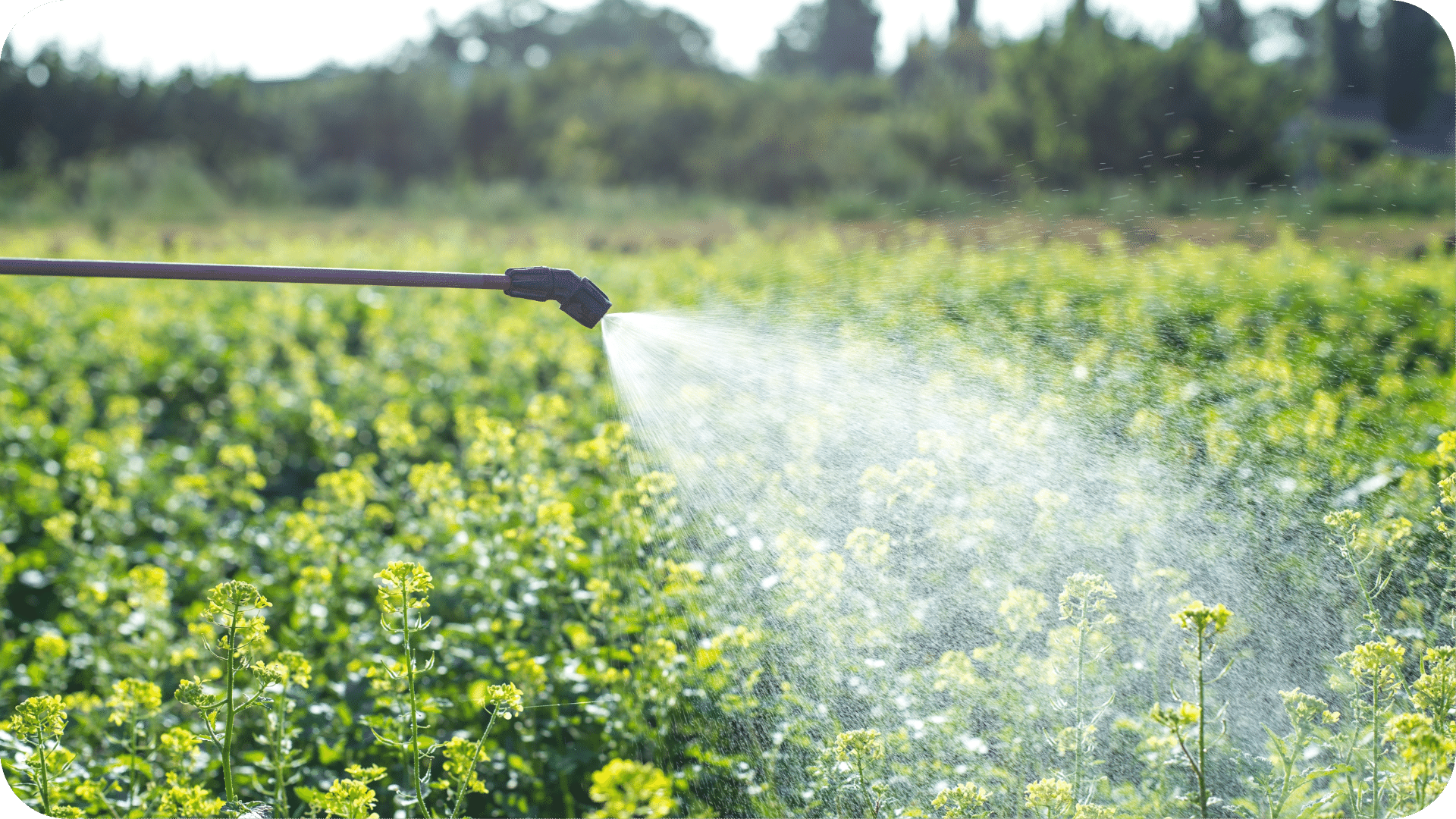 "See and Spray" System: The next frontier in Agriculture?