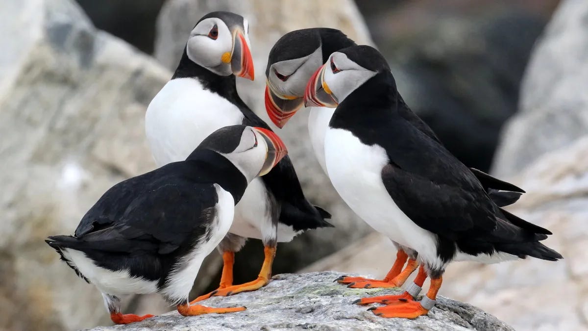 Atlantic Puffin Audubon Field Guide Atlantic Puffin With Baitfish In