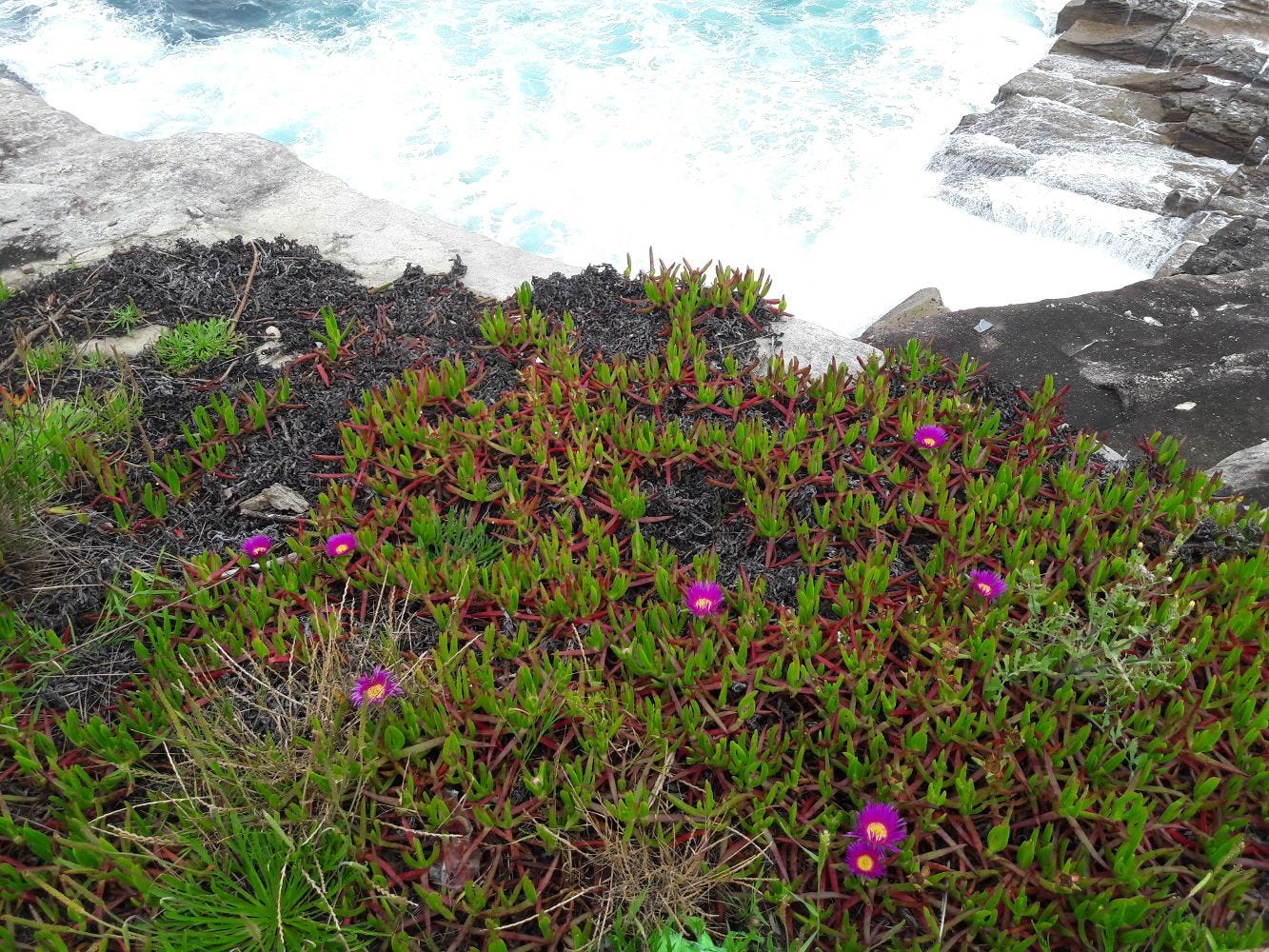 Karkalla/Pigface - by J.P. - Bush Food Forager