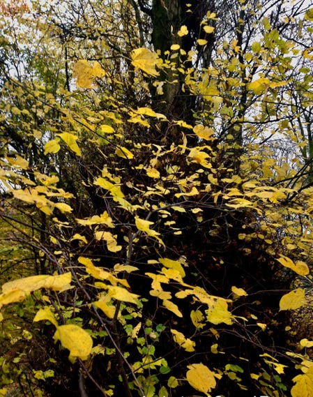 Letting Loose - by Amanda Claire Vesty - Forest Heart