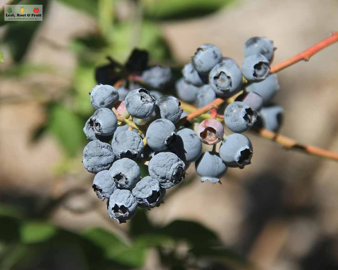 January 2025 Planting Guide and Garden Update