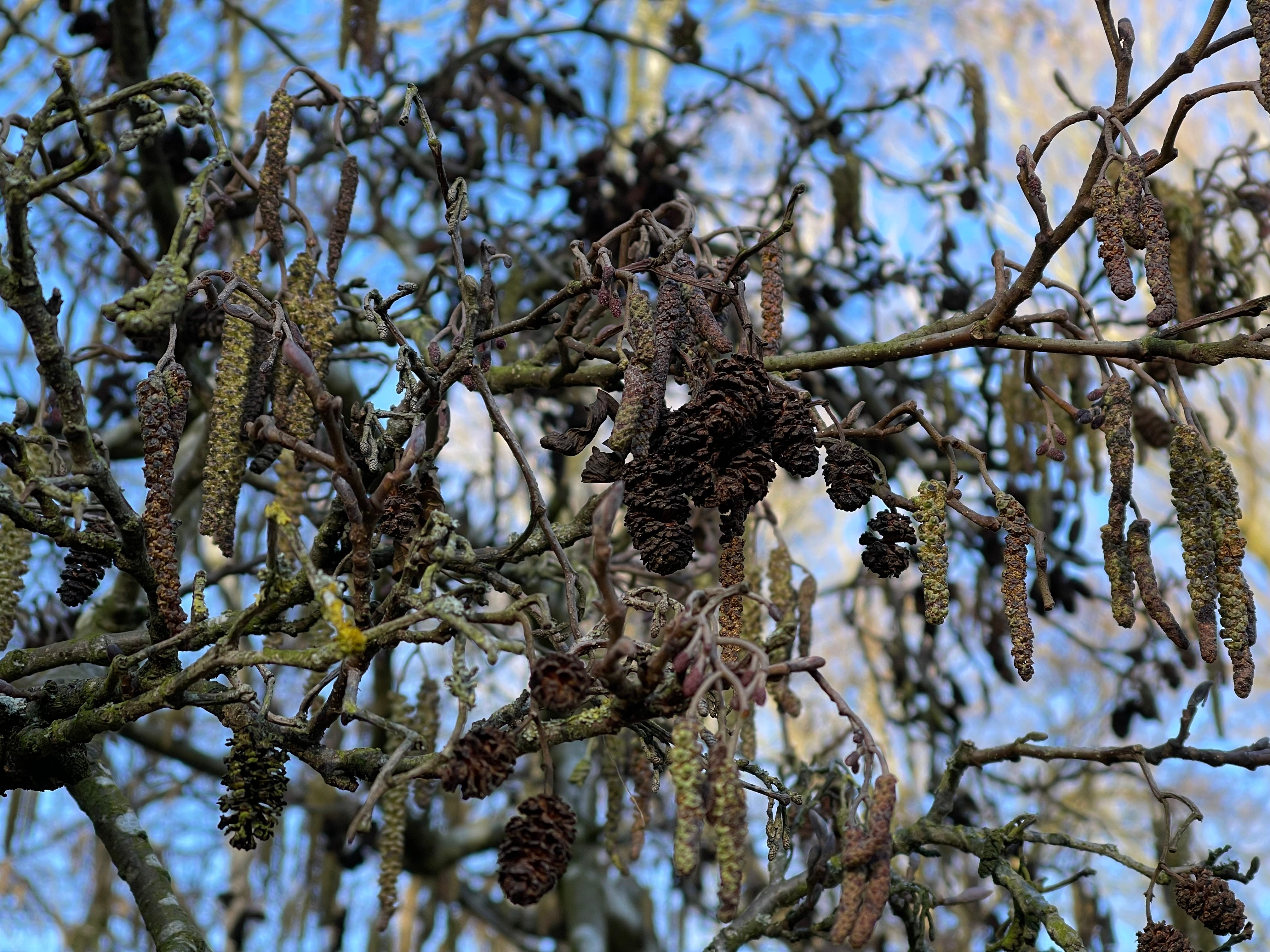 Alder and The Celtic Tree Calendar - by Amanda Claire Vesty