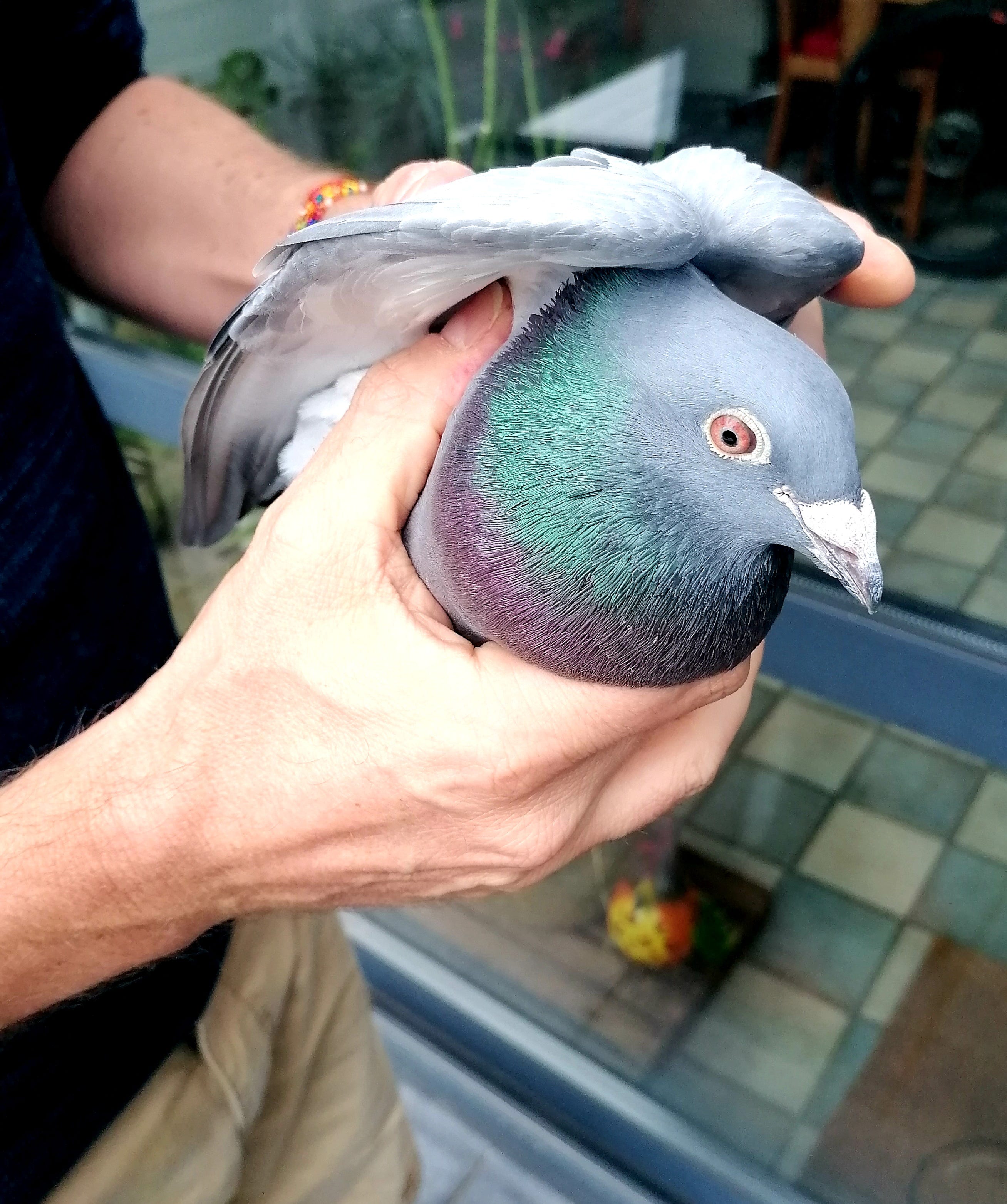 Het bezoek van de duif - by Sarah Laevaert