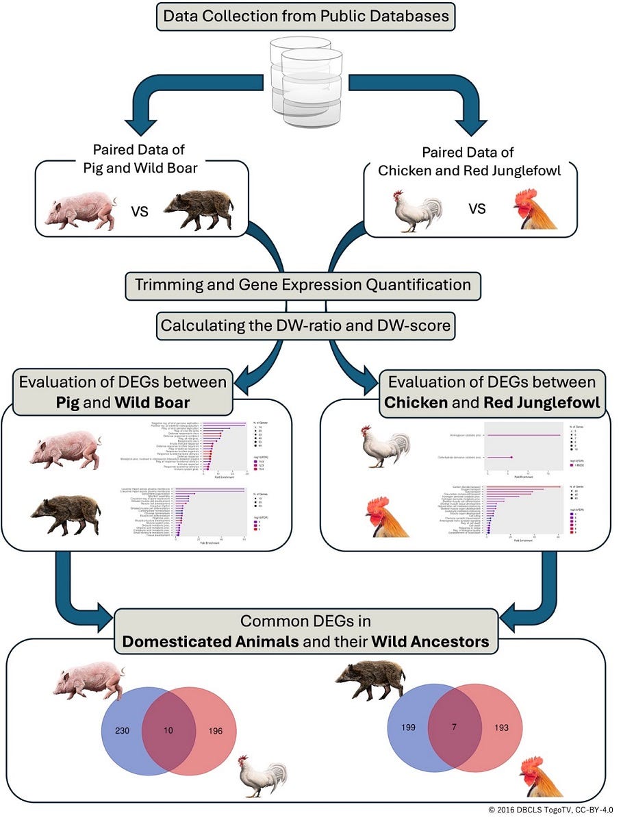 The Genetic Signatures of Domestication in Pigs and Chickens