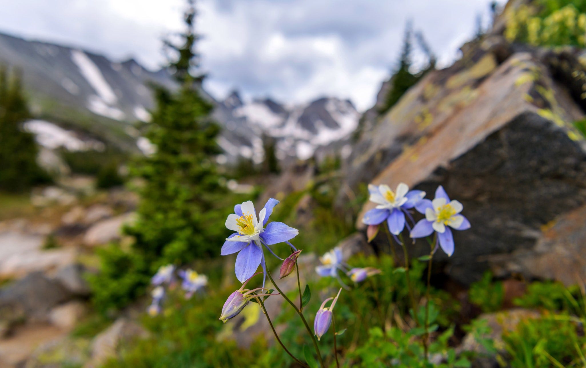 Colorado's State Symbols - by Jan Spell