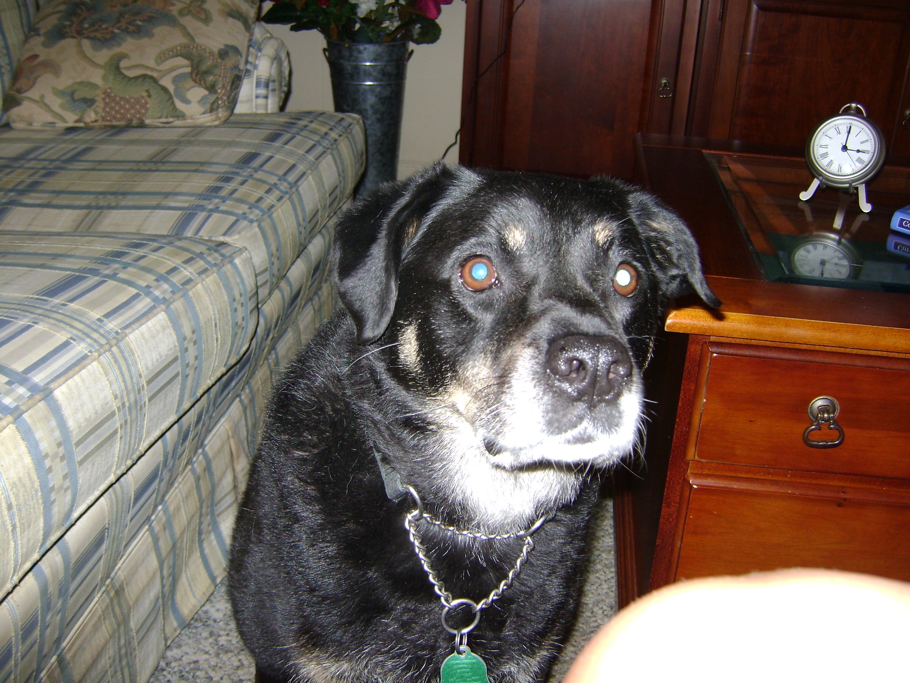 Oh For The Love Of DOG - by Bob Morgan - Random Thoughts