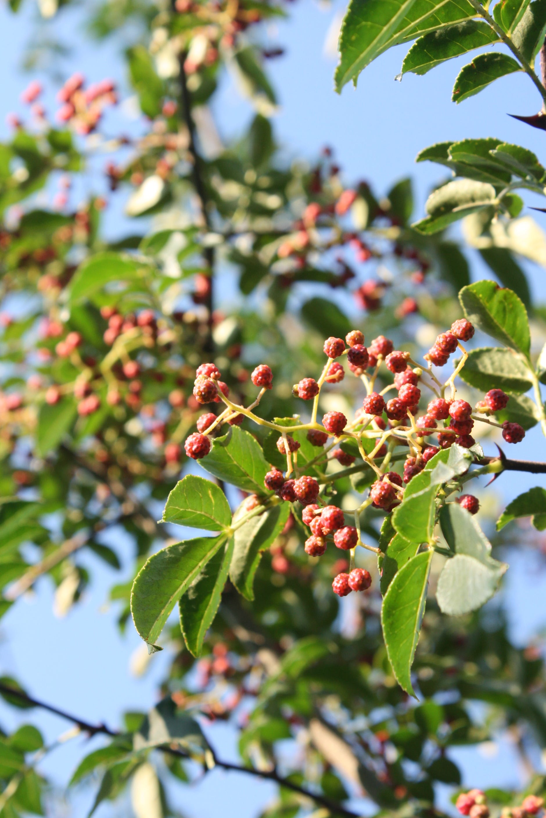 Balkan Ecology Project : Plants, Wildlife and Polycultures for Forest ...