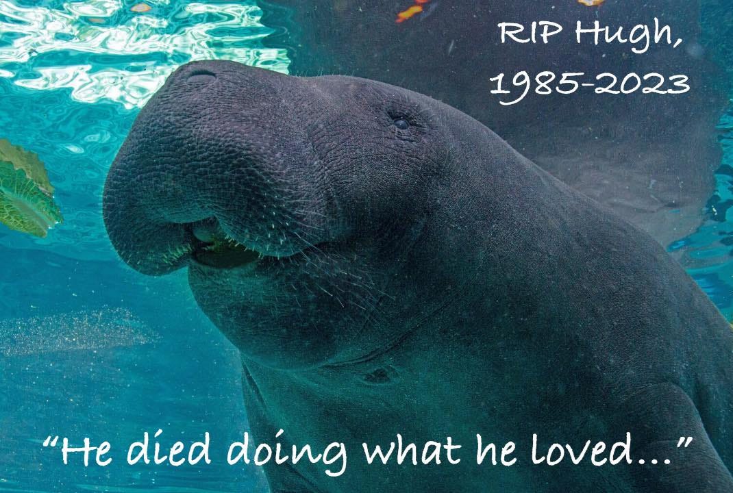 It's Friday: Do Your Best - by Rusty Foster - Today in Tabs