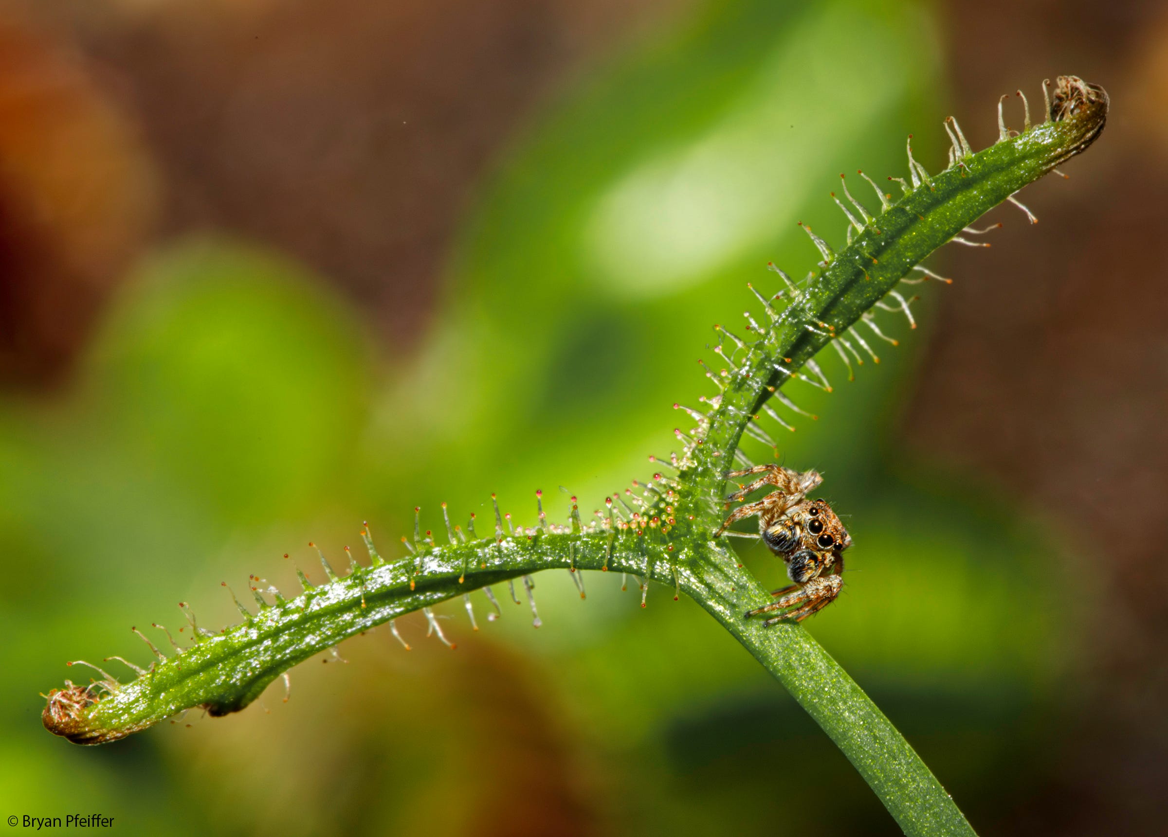 A Leap of Faith with a Jumping Spider - by Bryan Pfeiffer