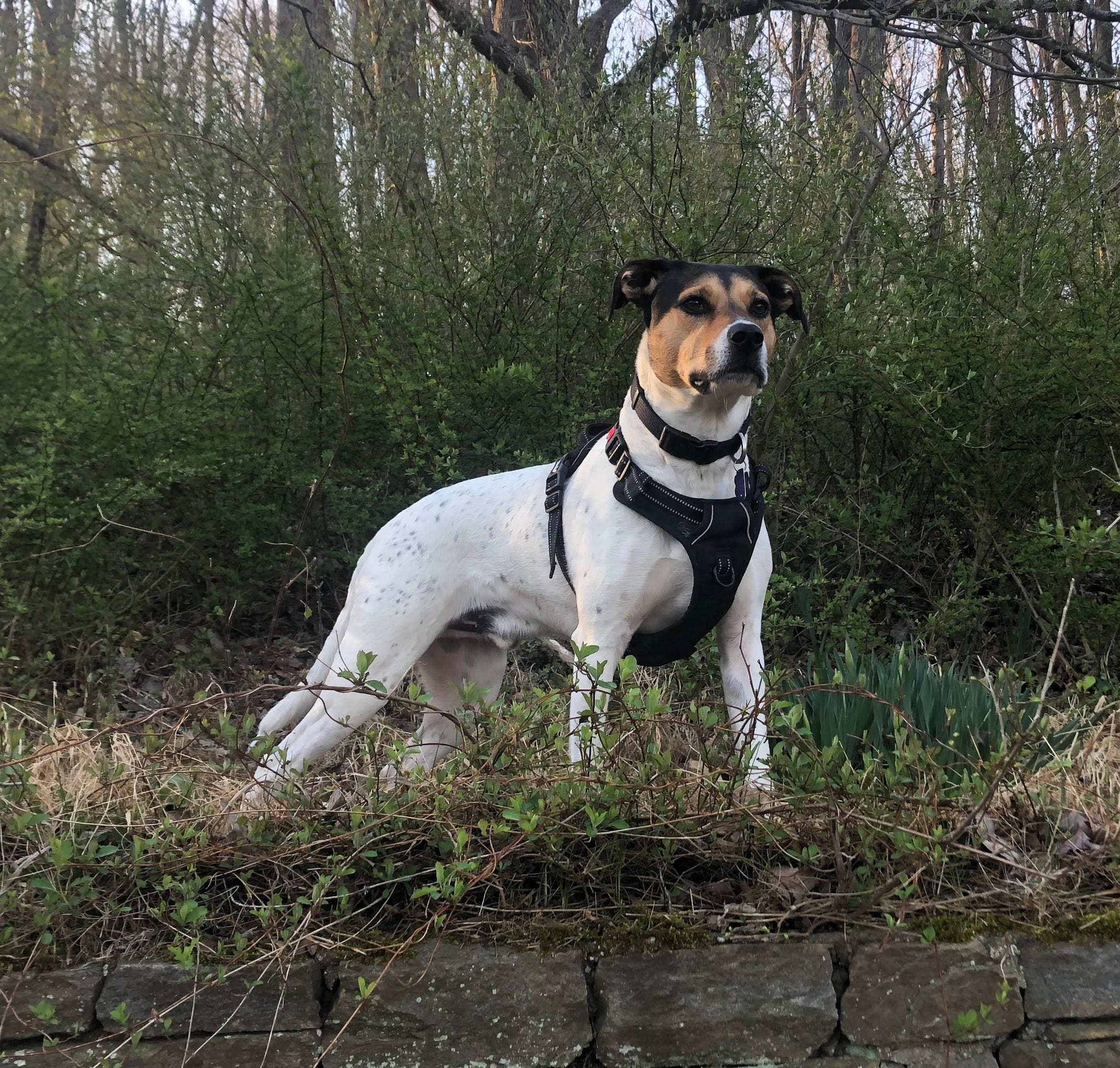 Dogs Remind Us of What Matters in Life - by Sam Alaimo