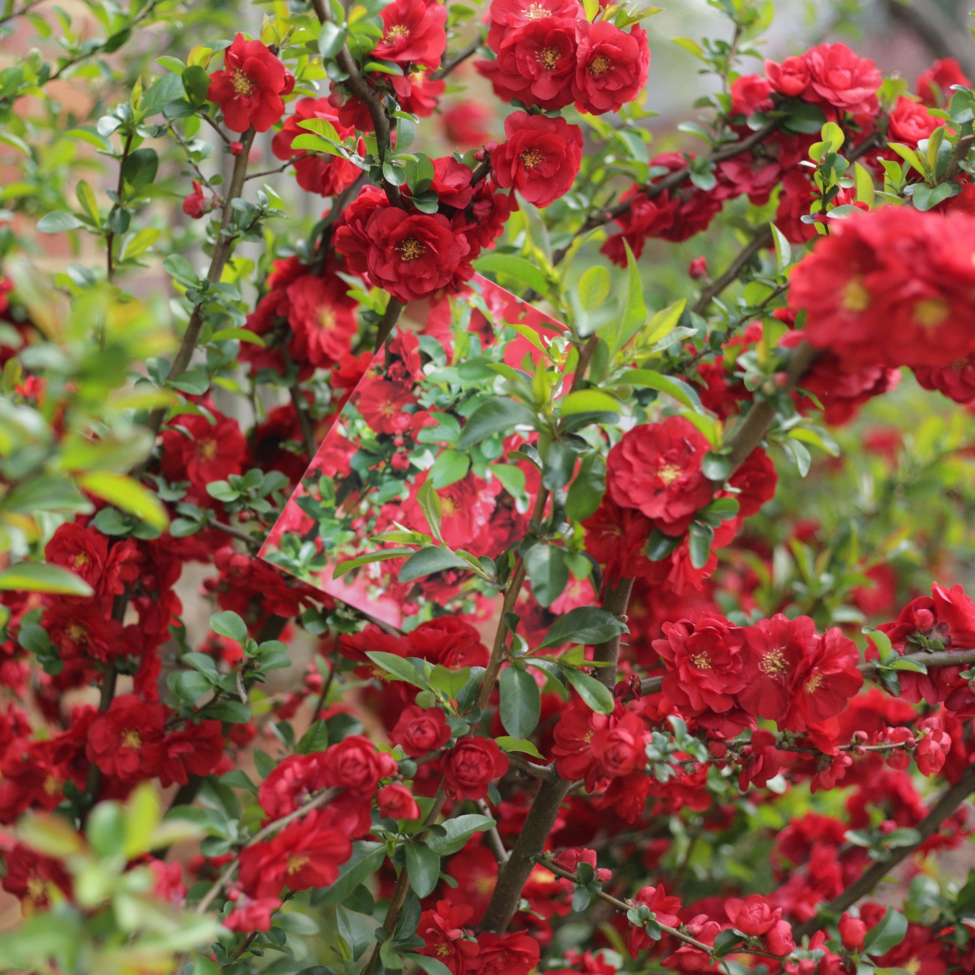 Spring Pictures! - by Andy Adams - FlakPhoto Digest