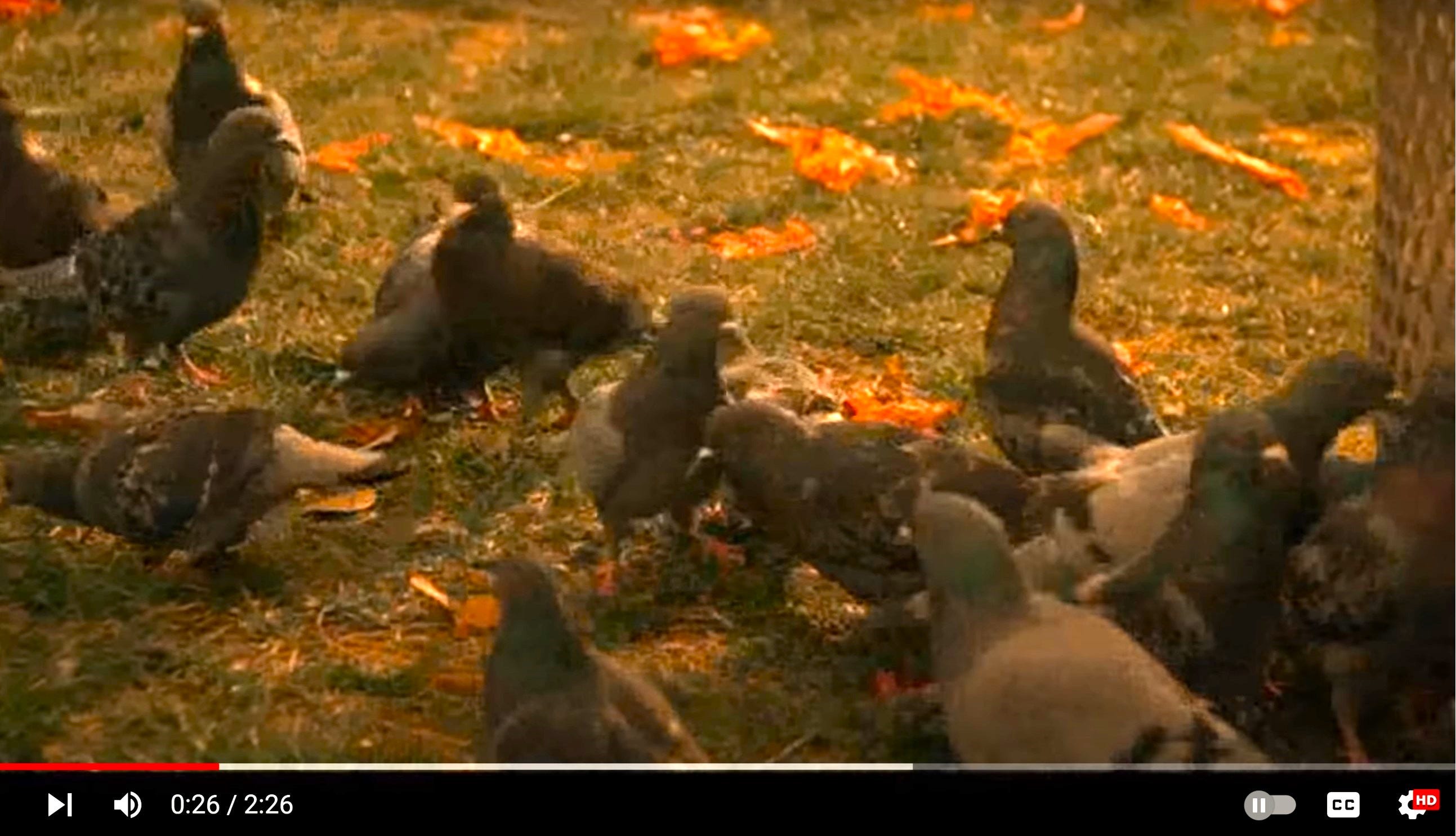 Coming back to presence - by Dan Nixon