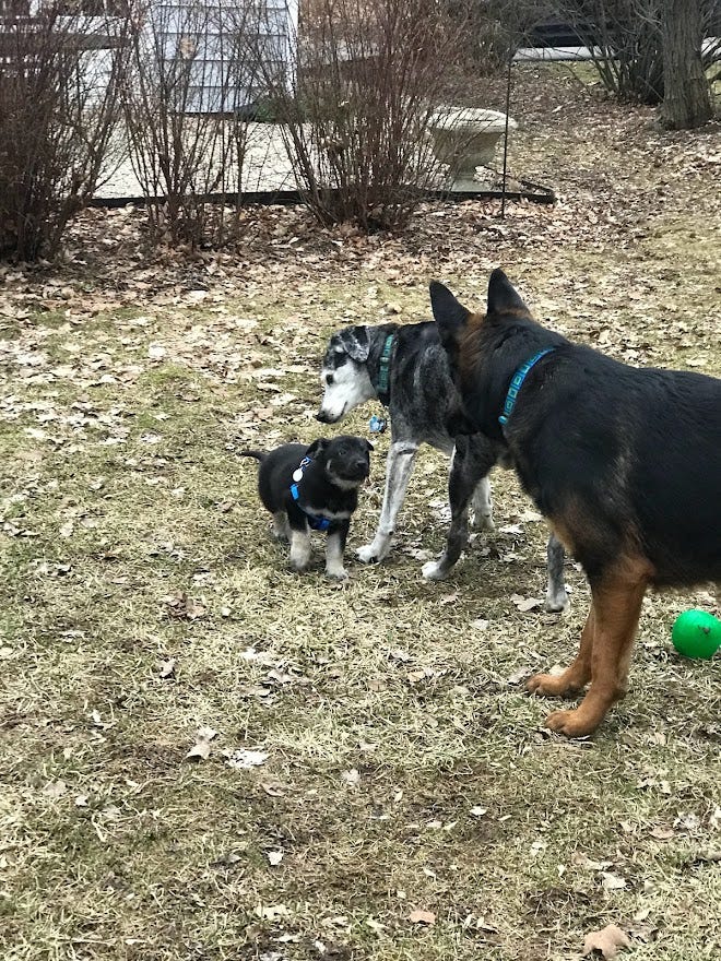 David Frum: Trade Wars and Turmoil - by Charlie Sykes