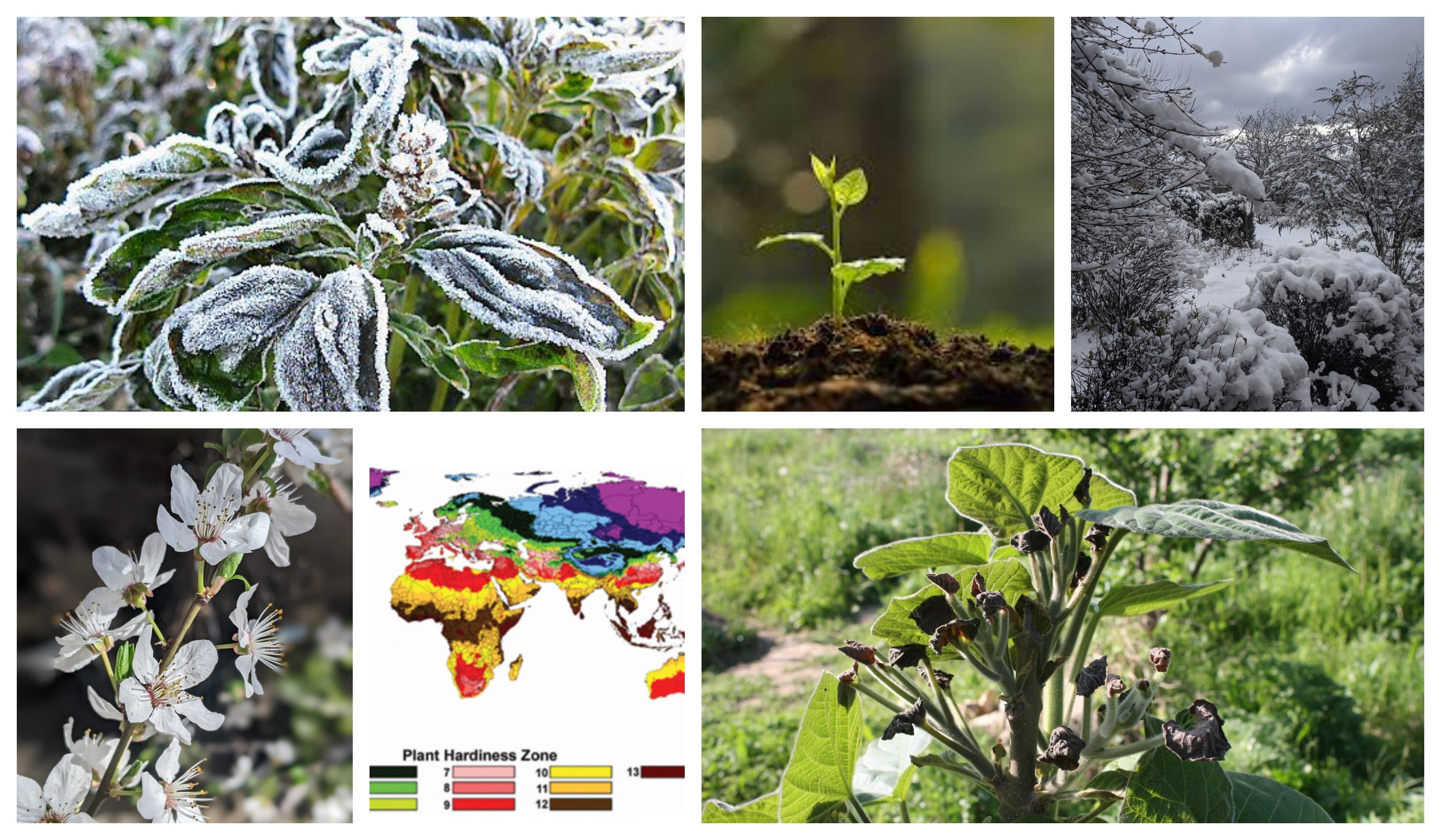 Balkan Ecology Project : Hardiness and Heat Zones