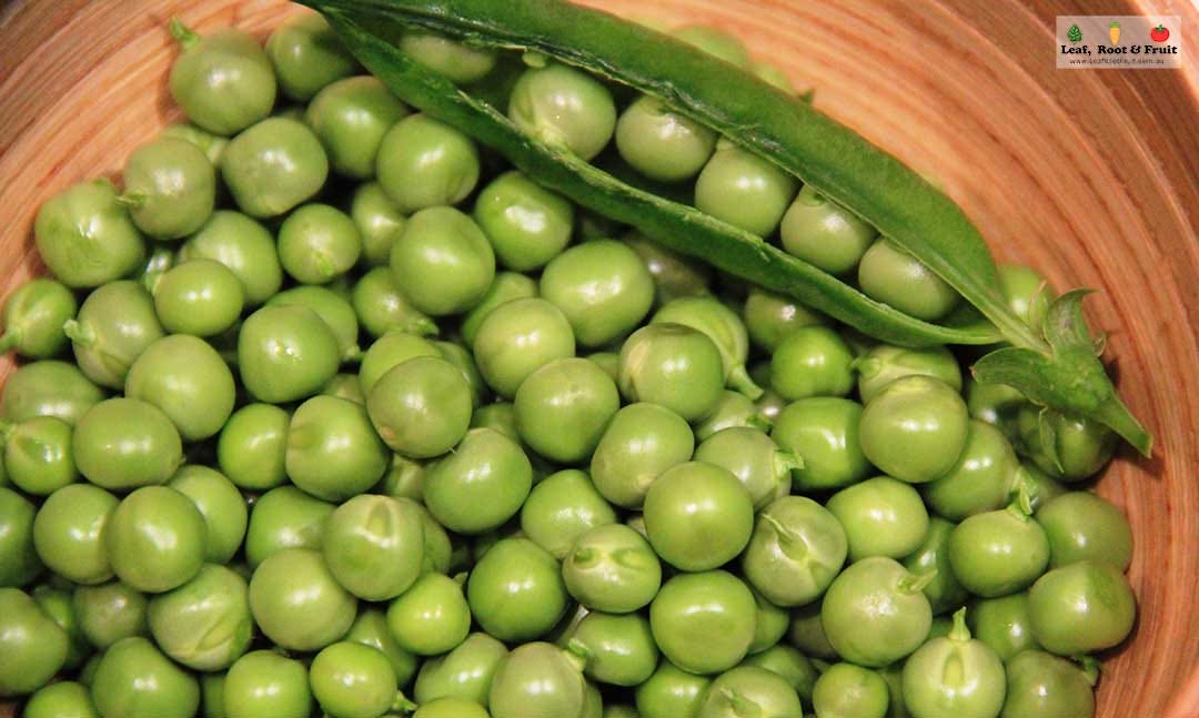How to Grow Peas - by Duncan Cocking - Leaf, Root & Fruit