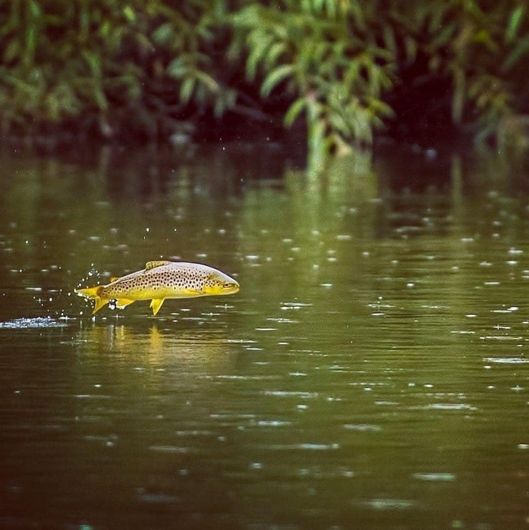 Summertime - by Chris Werle - Chris’s Substack