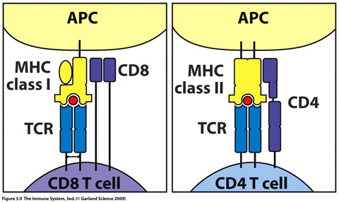 MHC e Apresentação de Antígenos: Chave da Imunidade Adquirida