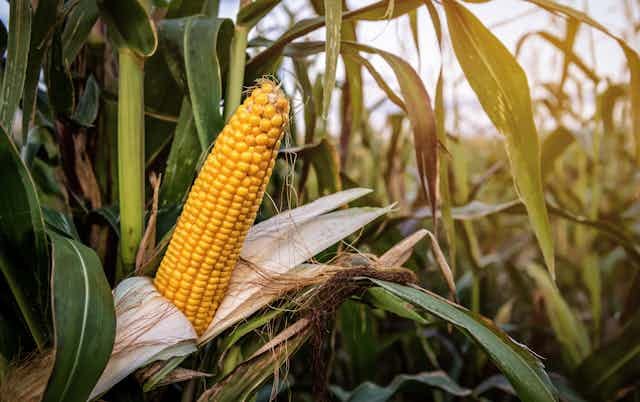 Climate change is a challenge for small-scale farmers - how a mix of ...