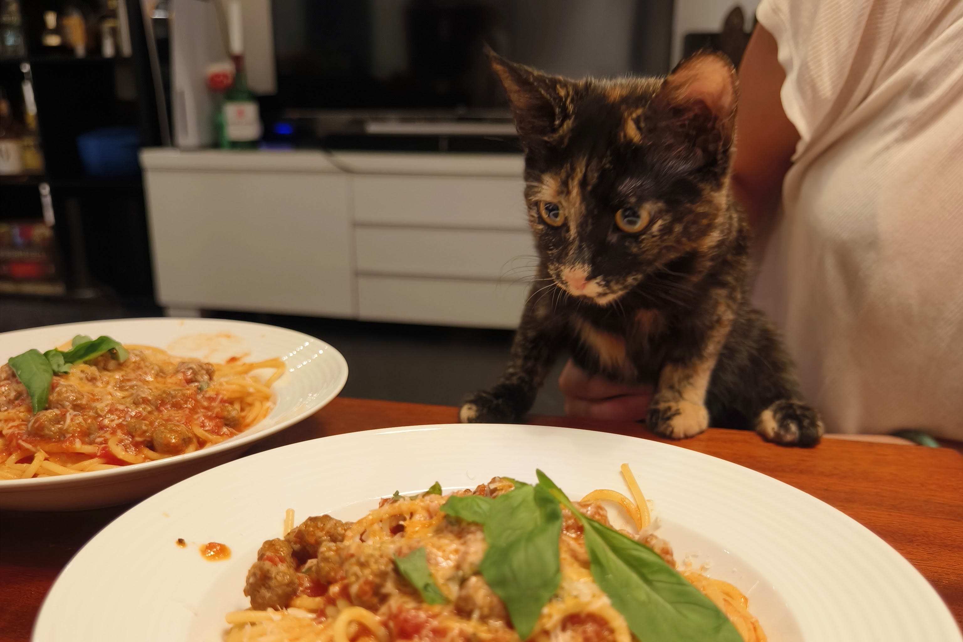 Spaghetti Cat Last Supper