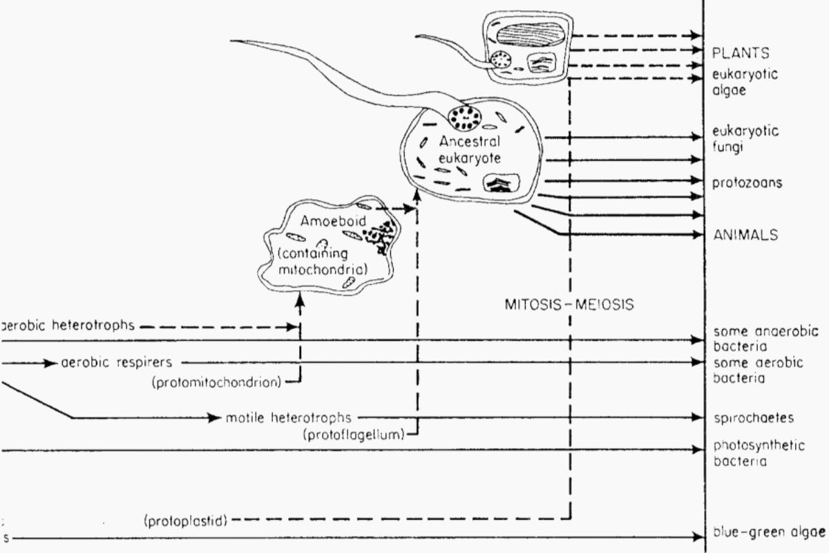 Mitochondria Are Alive - Asimov Press