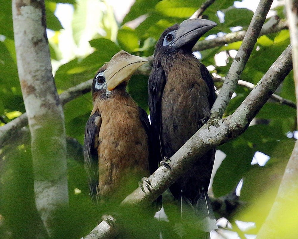 Bird of the Week: Hornbills - by Jack Mirkinson