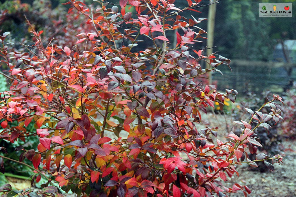 How to Grow Blueberries (Vaccinium spp.)