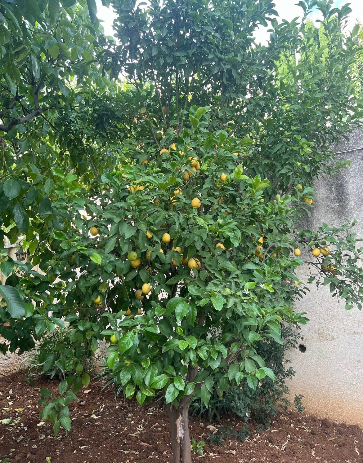 Lemons and storm noises - by Sophia Shalabi - Sitto's House
