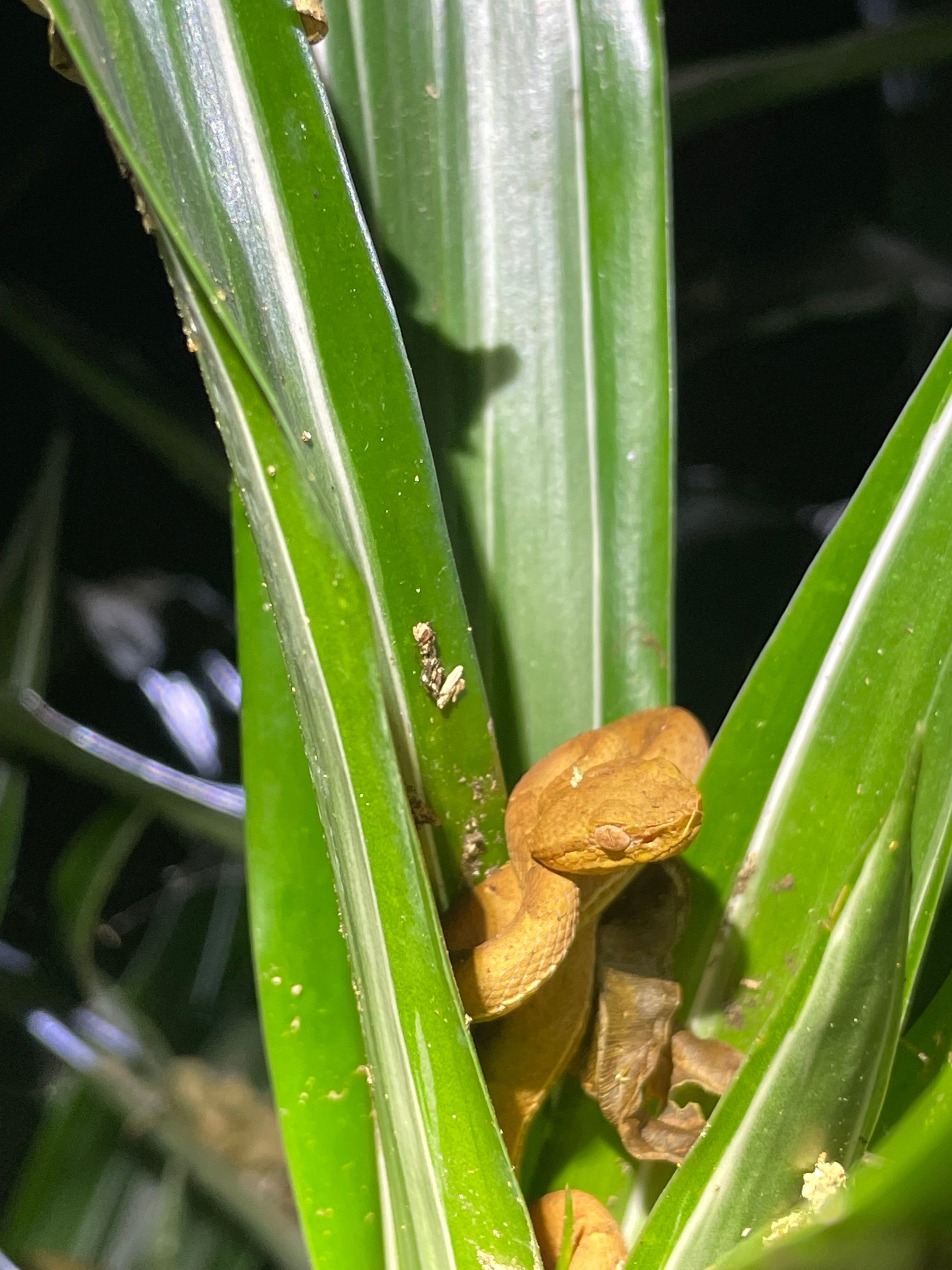 Kosta Rika. Pura vida. Įspūdžiai ir patarimai