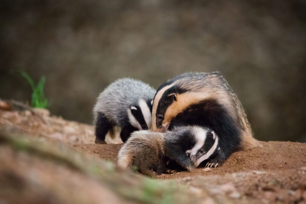 THE KILLING CONTINUES: Defra issue new badger cull licences