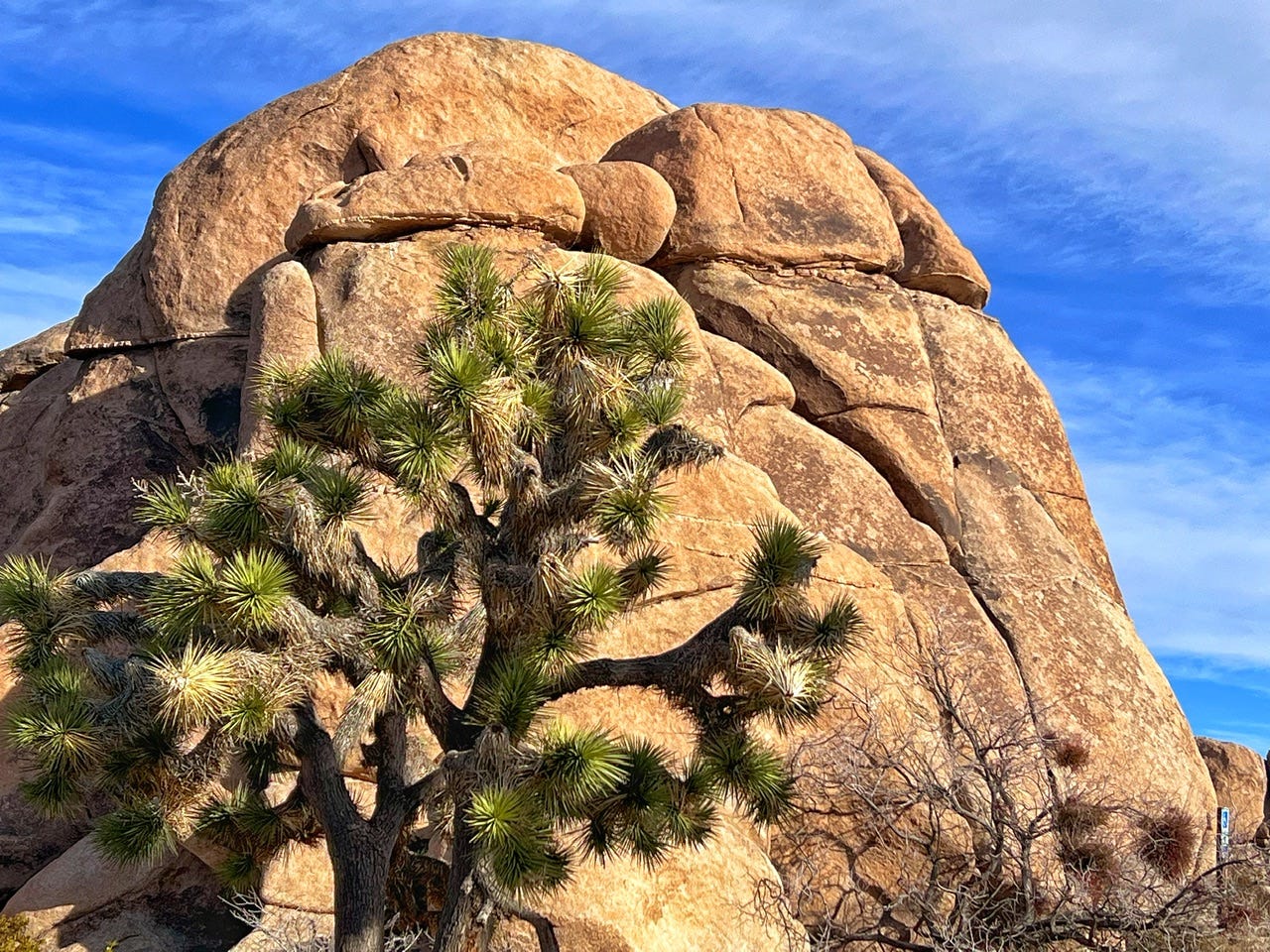 Joshua Tree & Beyond: The Nicest Ride - Tom Ryan, Author
